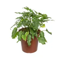 Philodendron Variado Planta Natural Pote 23 | Cobasi
